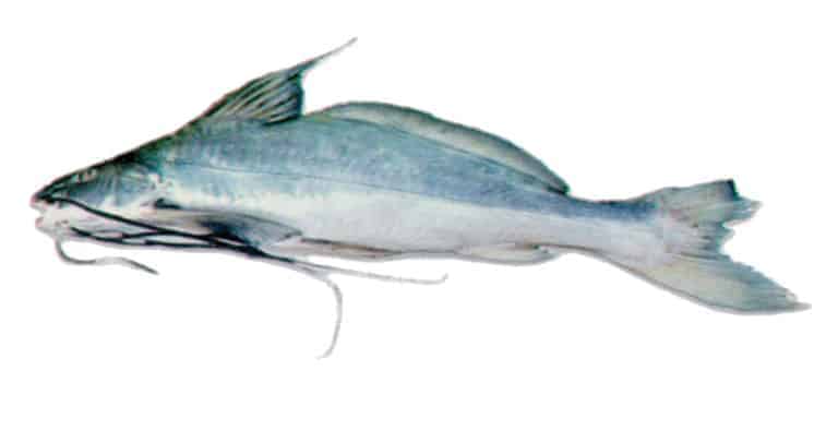 Peces Comerciales en Bolivia - Riquezas de Bolivia