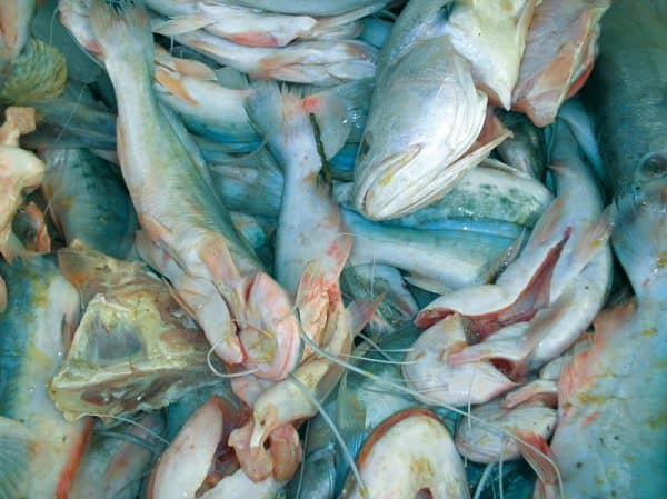 Peces Comerciales en Bolivia - Riquezas de Bolivia