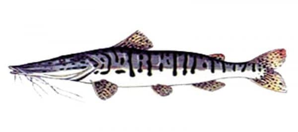 Peces Comerciales en Bolivia – Riquezas de Bolivia
