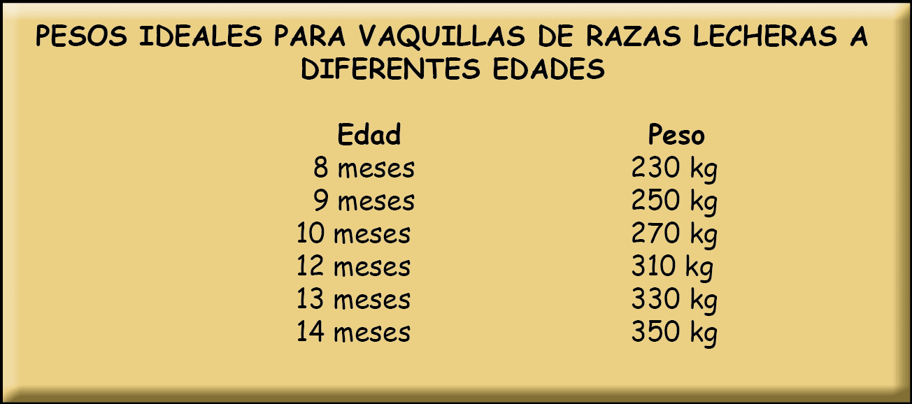 Vaquillas y vacas horras o secas - Riquezas de Bolivia
