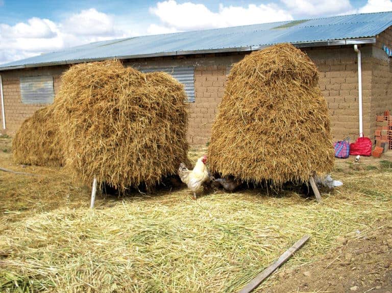 Forrajes para ganado lechero – Riquezas de Bolivia
