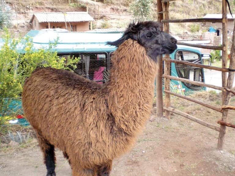Cruces de Camélidos: Huarizo y Pacovicuñas - Riquezas de Bolivia