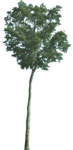 Especies Maderables en Bolivia – Riquezas de Bolivia