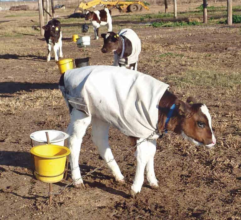 Registros para el ganado lechero – Riquezas de Bolivia