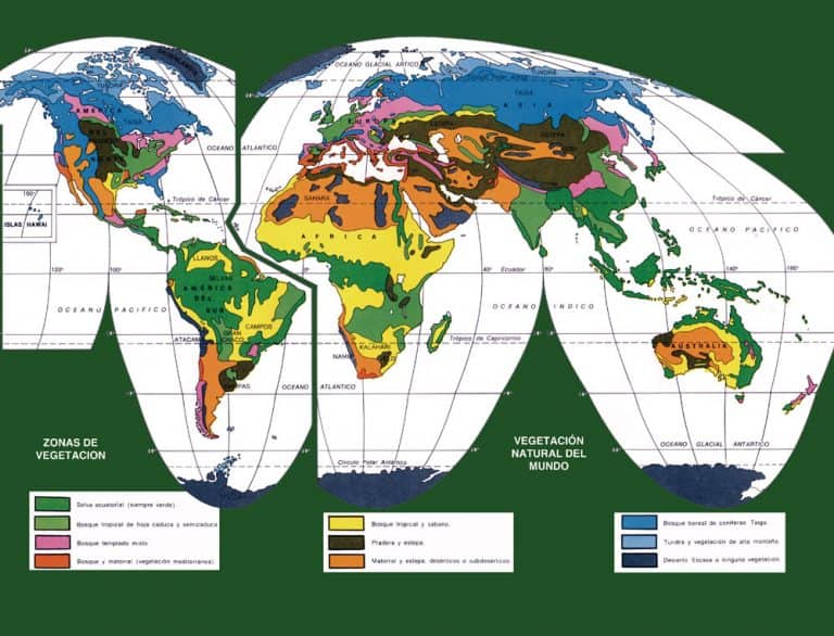 Bosques en la Tierra y en Bolivia - Riquezas de Bolivia